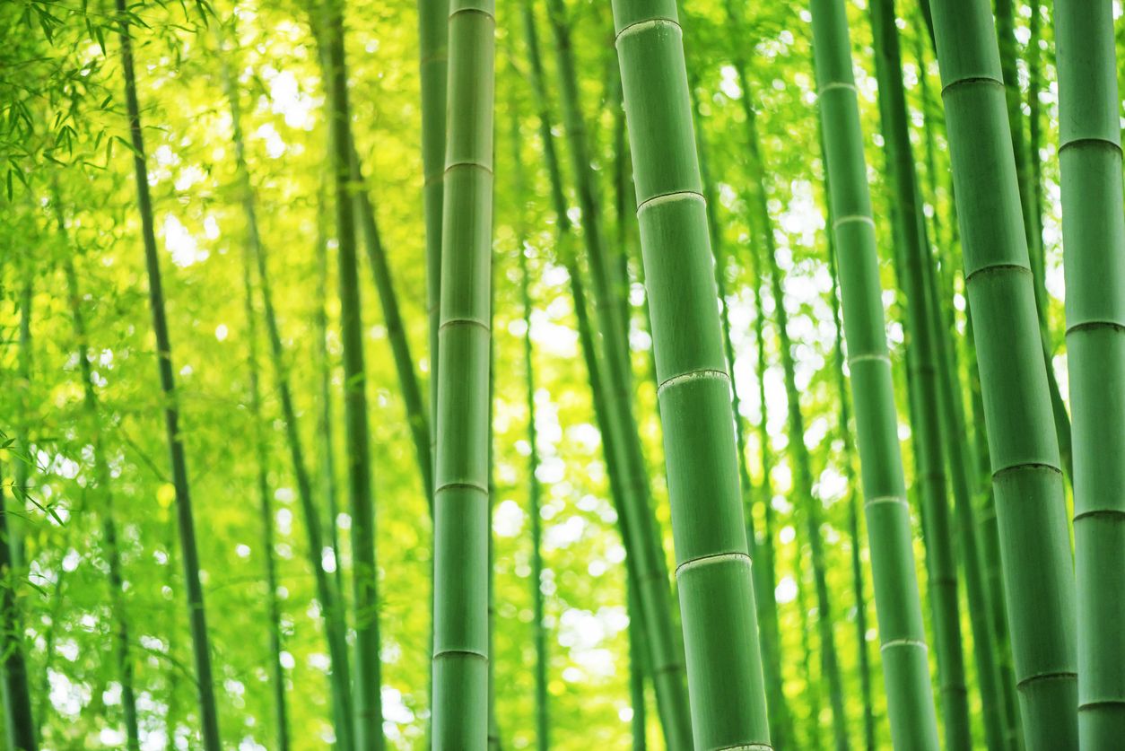 God’s will, The Matrix, and the Chinese bamboo tree | Centre for Case ...